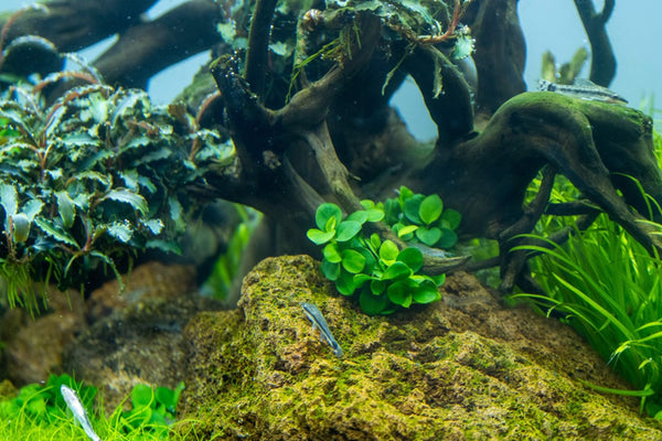 Tropica Aquarium Plants: Anubias 'Mini Coin' (TC) Tropica 1-2-Grow ...