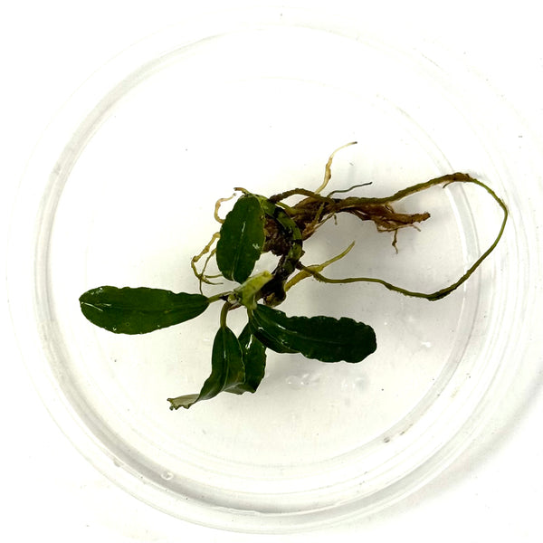 Bucephalandra Brownie Amanda – Aqua Forest Aquarium