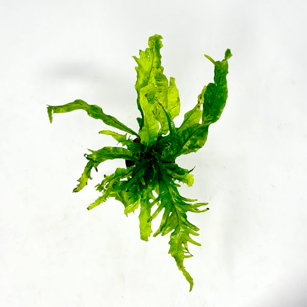 Microsorum pteropus lion fish (potted) – Aqua Forest Aquarium