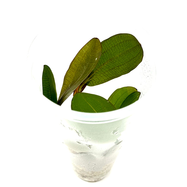 LC074 ADA Jungle plants-Echinodorus 'Joyo Red Star' (Jungle plants cup ...