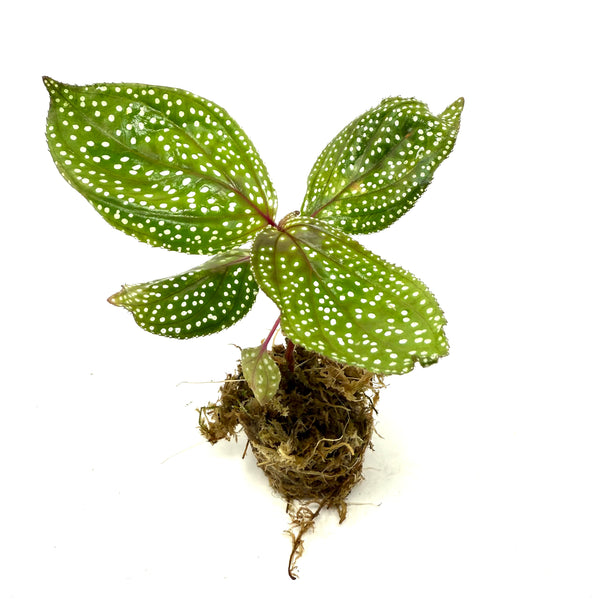 LC130 Jungle plants-Sonerila calophylla 'Phang Nga' (Jungle plants cup ...