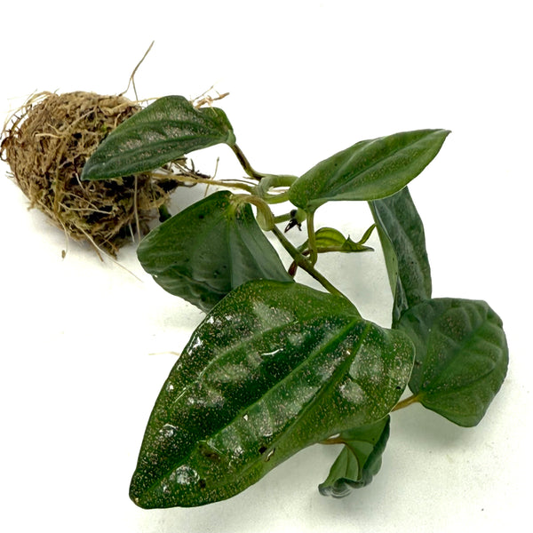 LC944 Jungle plants-Piper haridasanii 'Miao' (Jungle plants cup) – Aqua ...