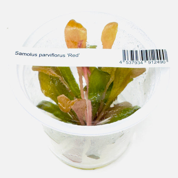 IC471 ADA Tissue Culture Plant - Samolus parviflorus 'red' – Aqua ...
