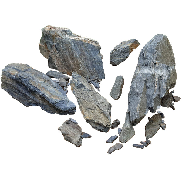 Blue Fin Stone – Aqua Forest Aquarium