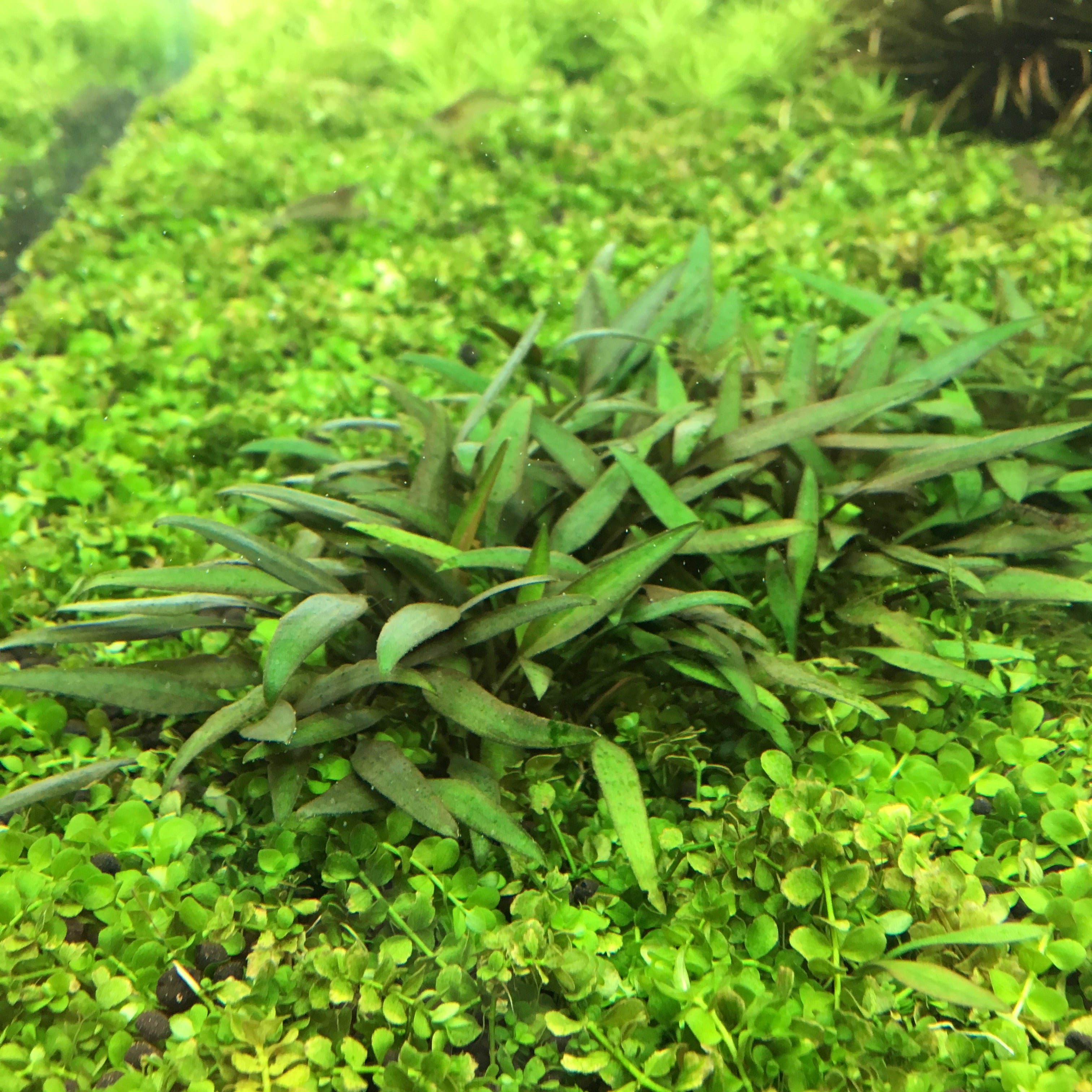 Lotus Aquarium Plant Cryptocoryne Lucens Live Aquarium Plant - Potted ...